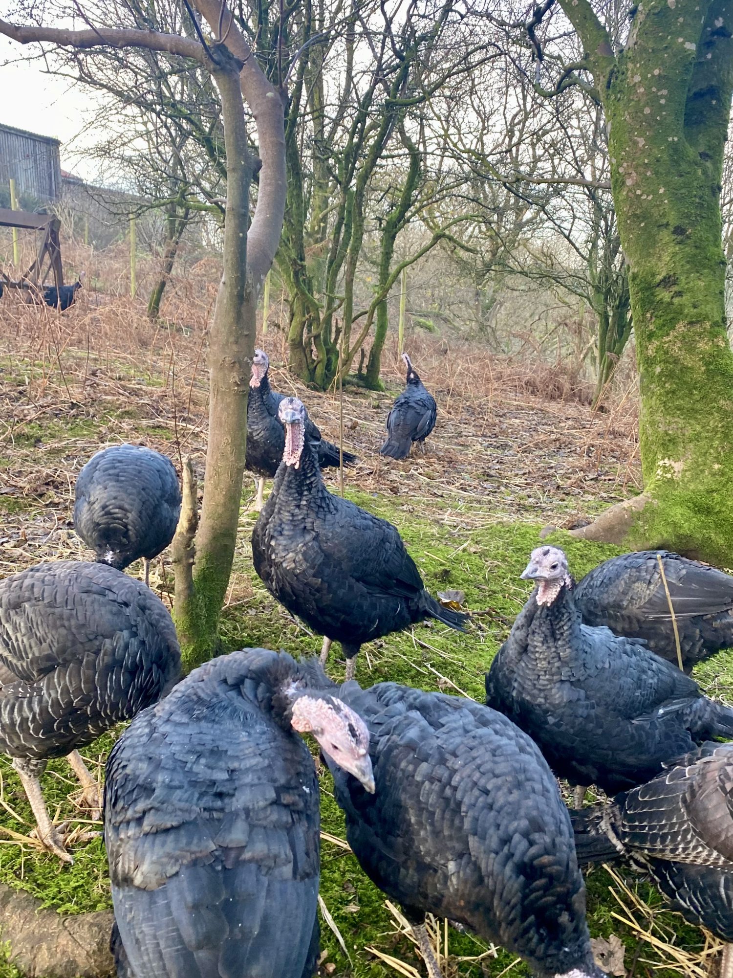 Millhill Farm Free Range Turkeys - DG Food and Drink